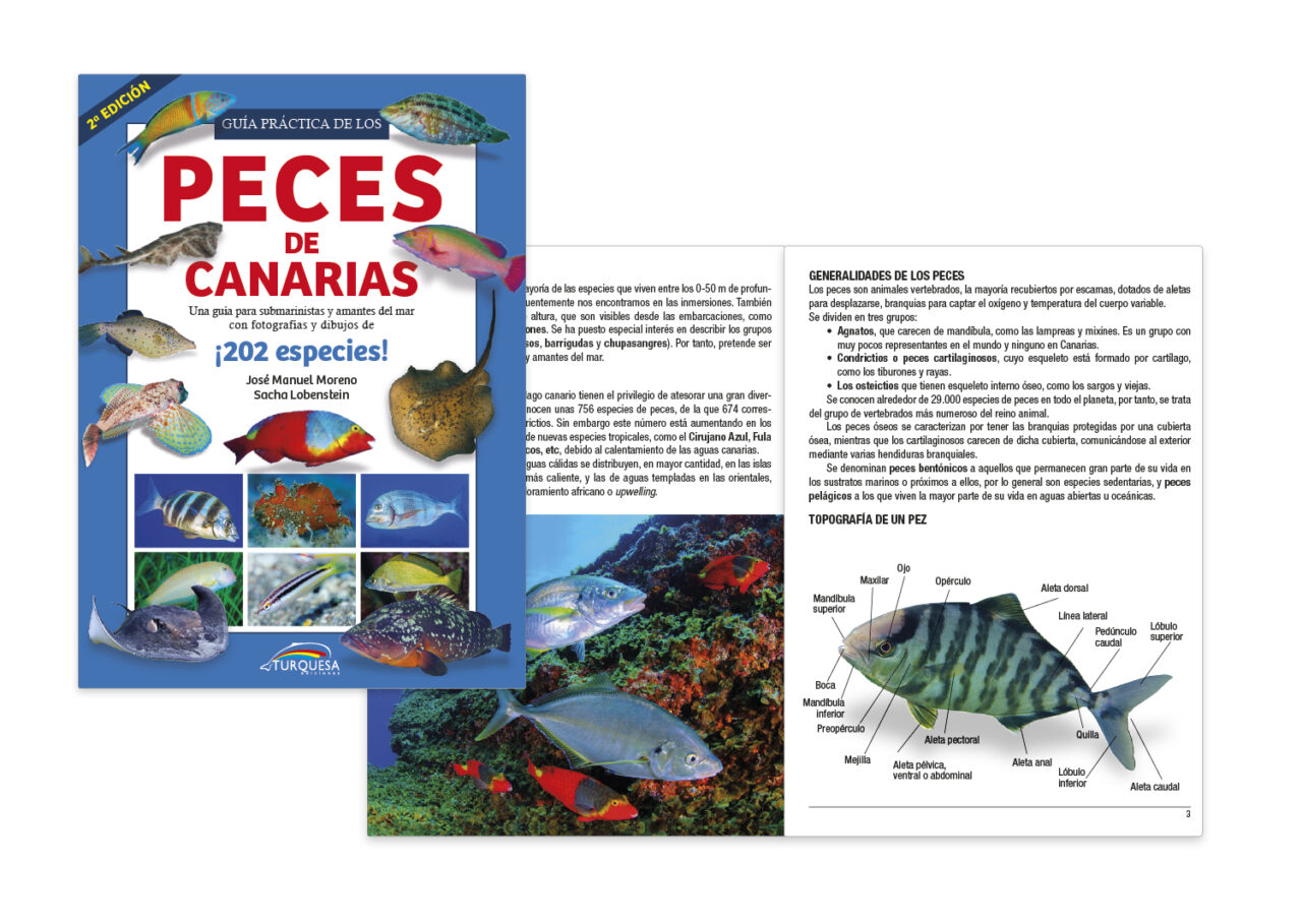 Guía práctica de los Peces de Canarias | ymanera.com